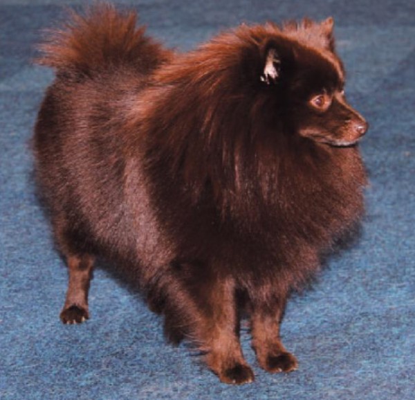 erkende kleuren | Nederlandse Keeshonden Club