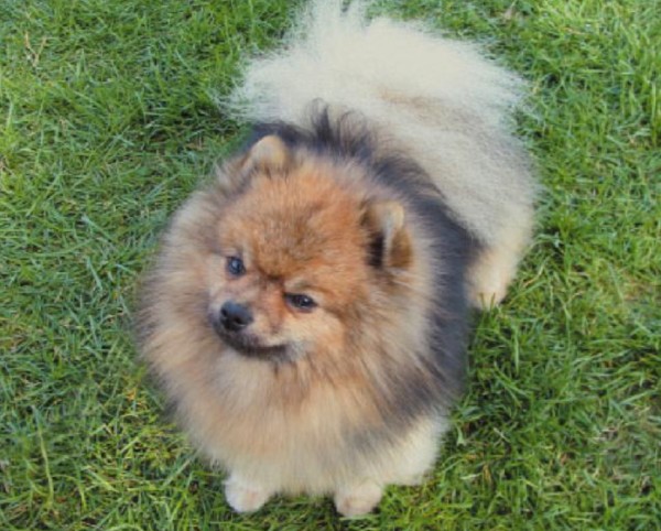 erkende kleuren | Nederlandse Keeshonden Club