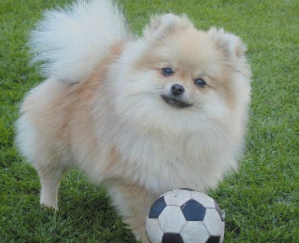 erkende kleuren | Nederlandse Keeshonden Club