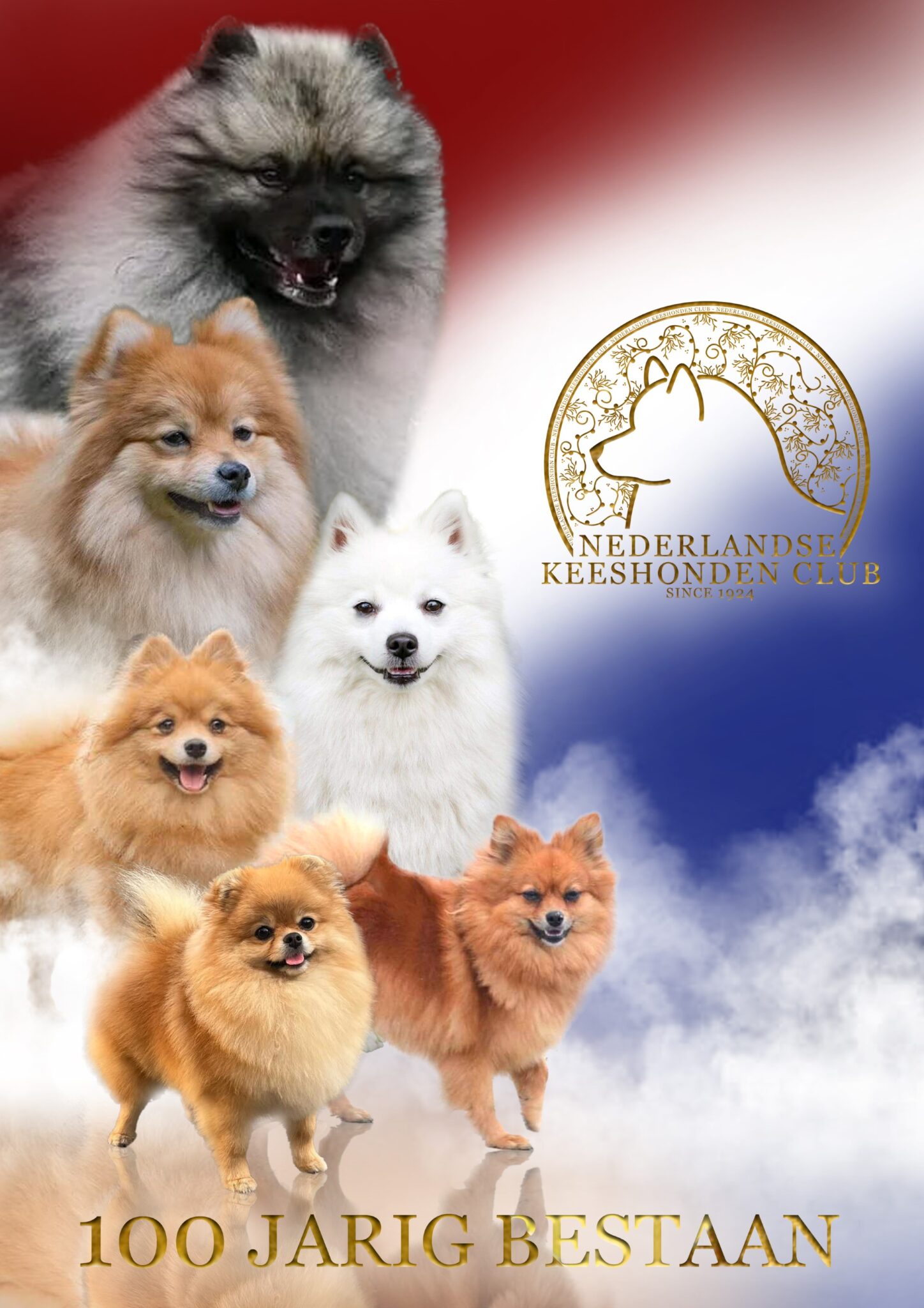 dwergkeeshond | Nederlandse Keeshonden Club